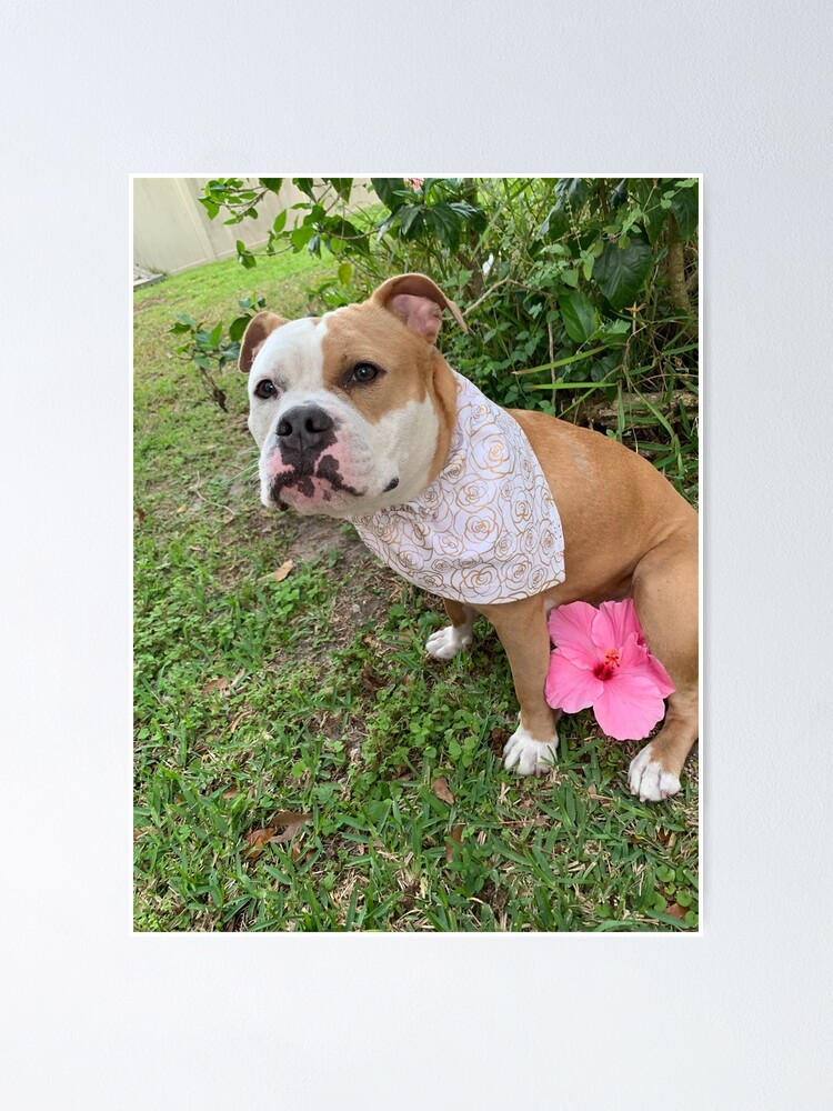 "Chicken nugget the dog with hibiscus " Poster for Sale by BestestFrens ...