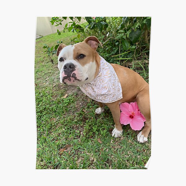 "Chicken nugget the dog with hibiscus " Poster for Sale by BestestFrens ...