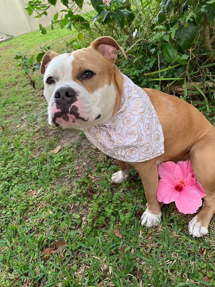 "Chicken nugget the dog with hibiscus " Sticker by BestestFrens | Redbubble