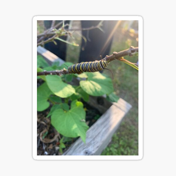 "Monarch caterpillar " Sticker by BestestFrens | Redbubble