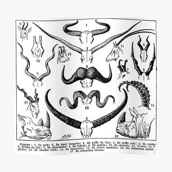"Animal Horns Illustration" Poster for Sale by guilletaylor | Redbubble