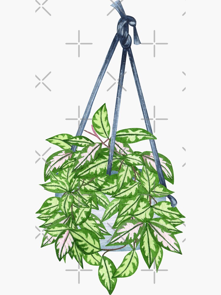 "Hoya Pink Princess" Sticker by gronly | Redbubble