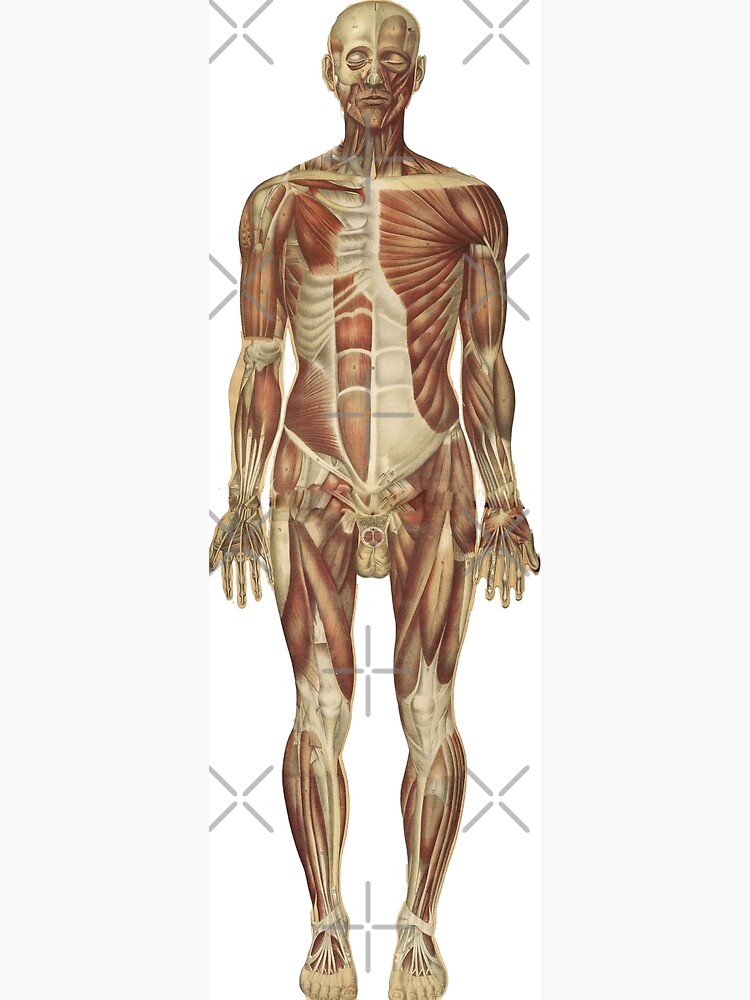 Männliche Menschliche Anatomie