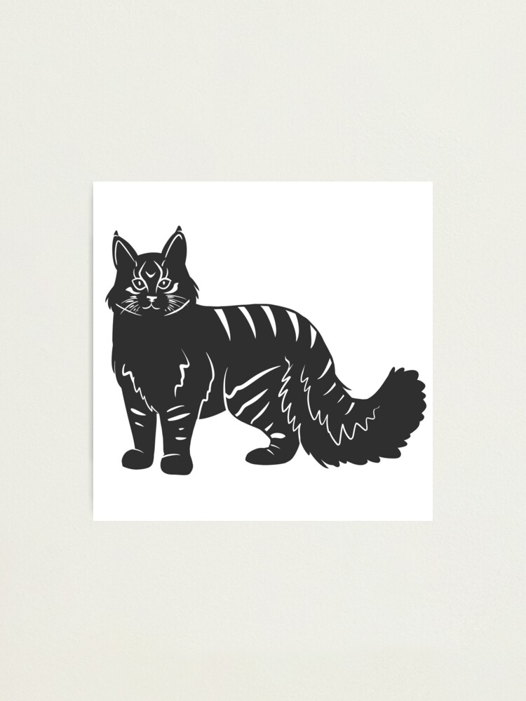 Lámina Fotográfica «silueta De Gato Maine Coon En Blanco Y Negro De