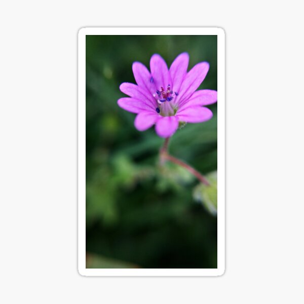 "Purple flower macro" Sticker for Sale by TreehouseRadio | Redbubble