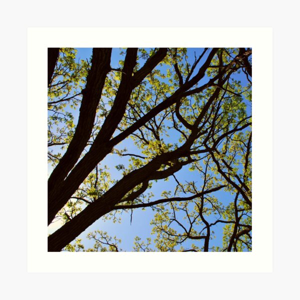 "Old Oak Tree Silhouette Skylight" Art Print for Sale by FtoonsStickers ...