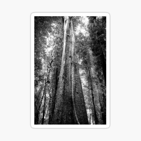 "Tallest Tree in the Forest - Look Up!" Sticker by colinsart | Redbubble