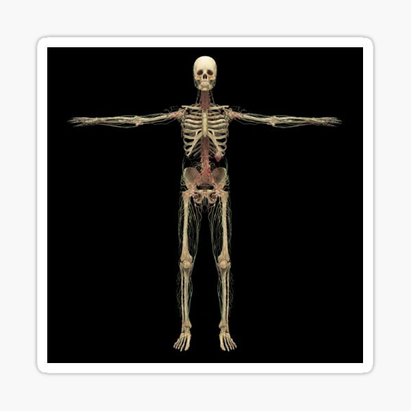 "3D rendering of human lymphatic system with skeleton." Sticker for ...
