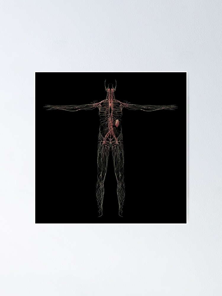 "3D rendering of human lymphatic system." Poster by StocktrekImages ...