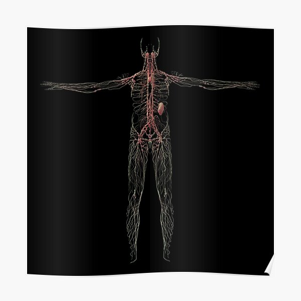 "3D rendering of human lymphatic system." Poster by StocktrekImages ...