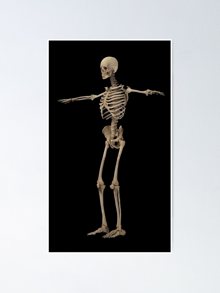 "3D rendering of human skeletal system, side view." Poster by ...
