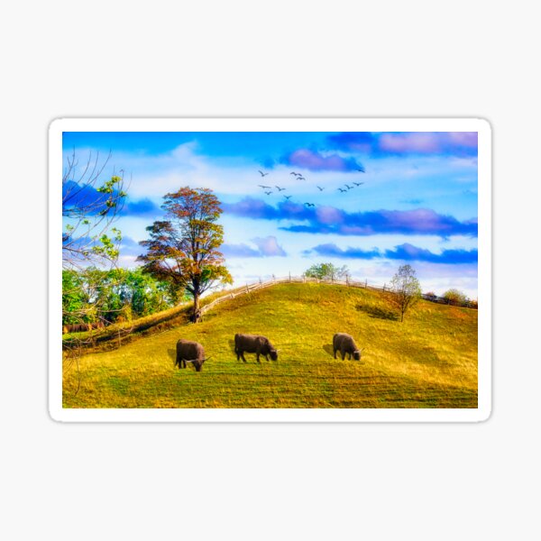 "Cattle Grazing Rural Pastures " Sticker for Sale by RobertAlsop ...
