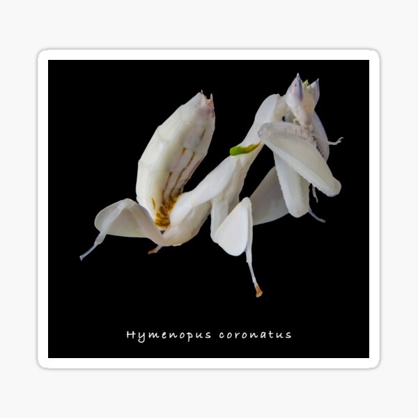 "Orchid mantis (Hymenopus coronatus)" Sticker by npometko | Redbubble