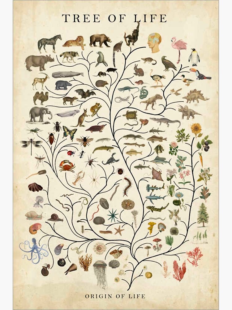 "tree of life poster" Poster for Sale by lisahobbsy | Redbubble
