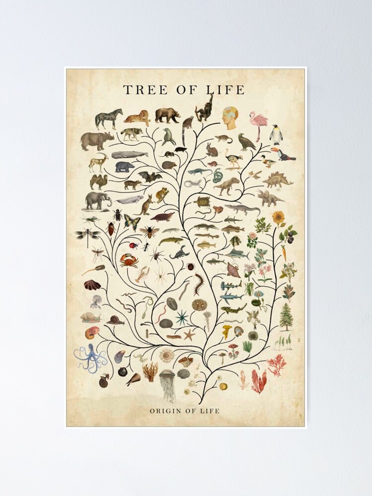 "tree of life poster" Poster for Sale by lisahobbsy | Redbubble