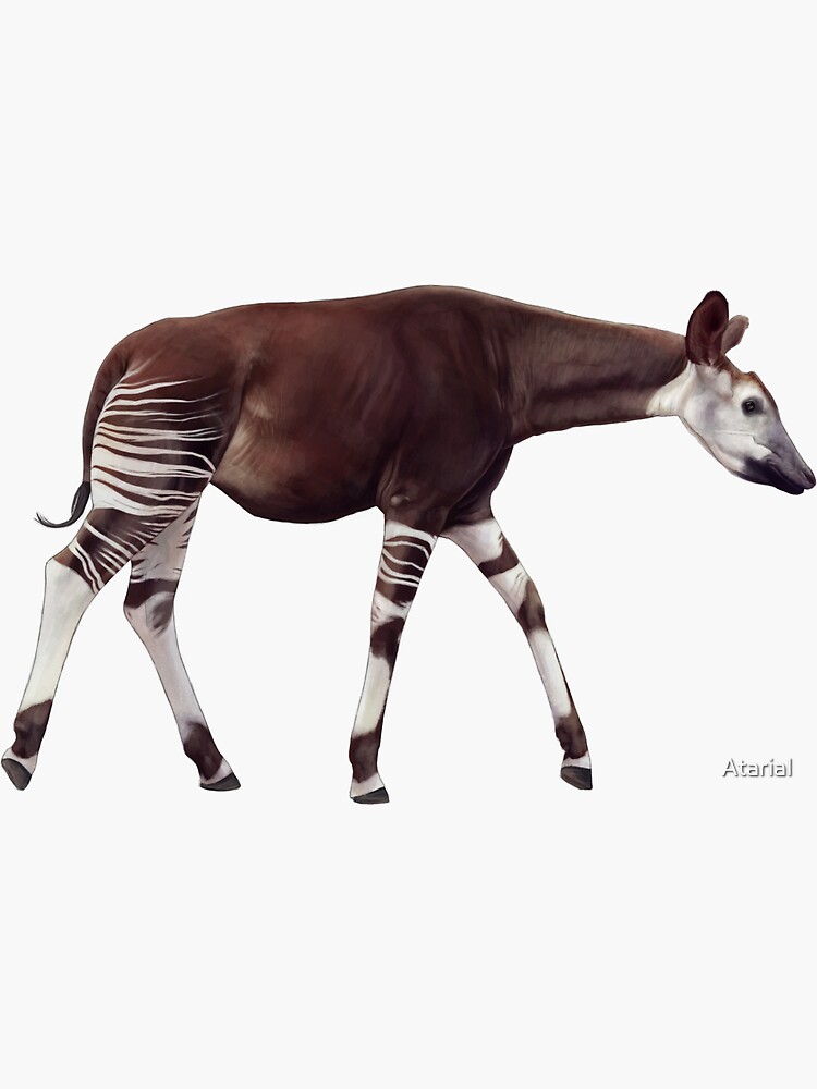 "Okapi" Sticker for Sale by Atarial | Redbubble