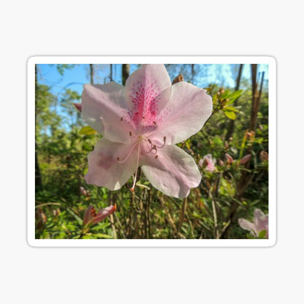 "Pink Shell Azaleas Bloom" Sticker by bwheeler | Redbubble
