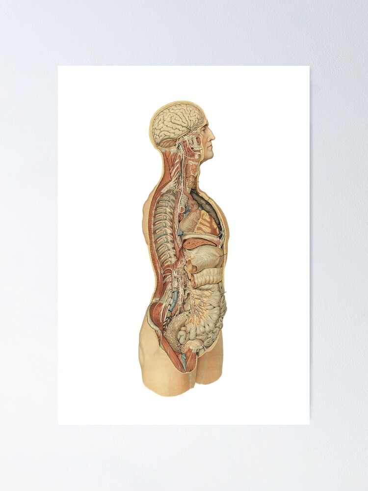 "Human anatomy side view poster | Human anatomy side view t-shirt ...
