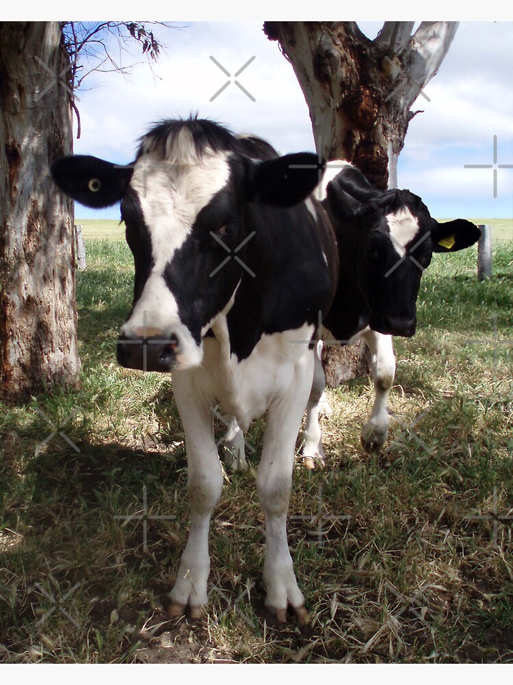 "Mooooo Too" Poster by georgiegirl | Redbubble