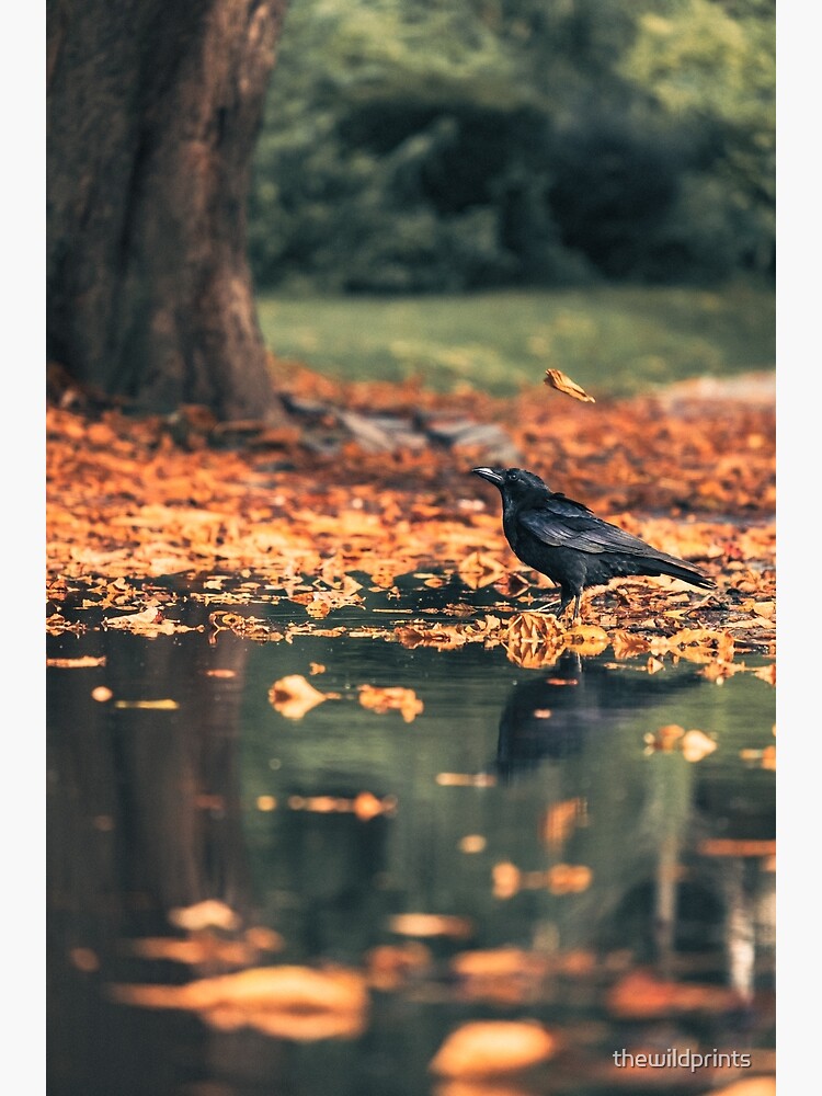 "Beautiful Crow Portrait, Nature Photography Print" Poster for Sale by ...