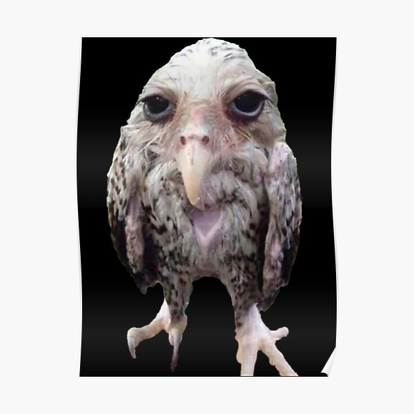"Wet Owl Meme Essential" Poster for Sale by LarkeetaRobers | Redbubble