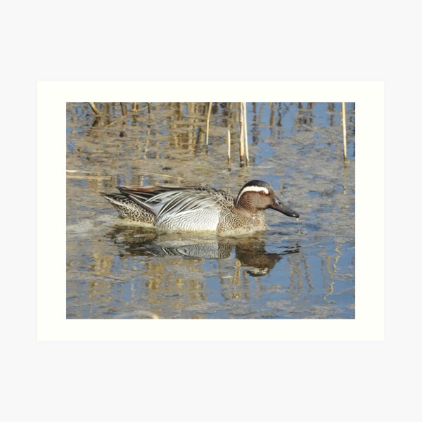 "Garganey drake swimming in the lagoon" Art Print by TwistedClassics ...