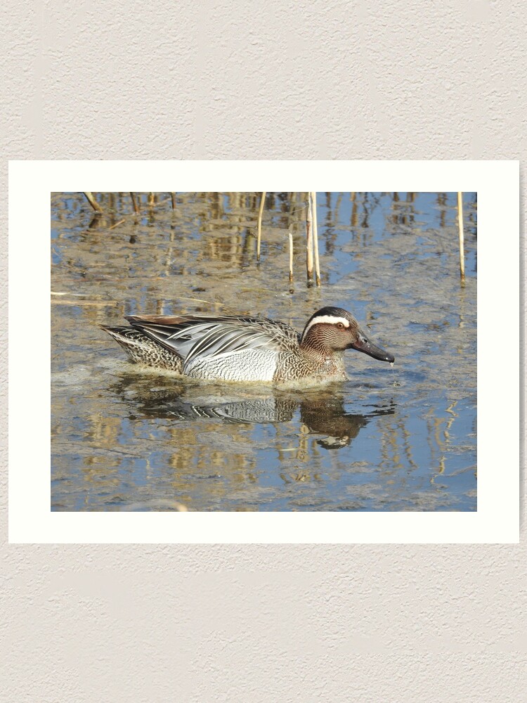 "Garganey drake swimming in the lagoon" Art Print by TwistedClassics ...