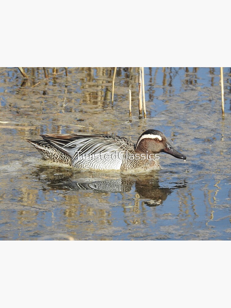 "Garganey drake swimming in the lagoon" Art Print by TwistedClassics ...