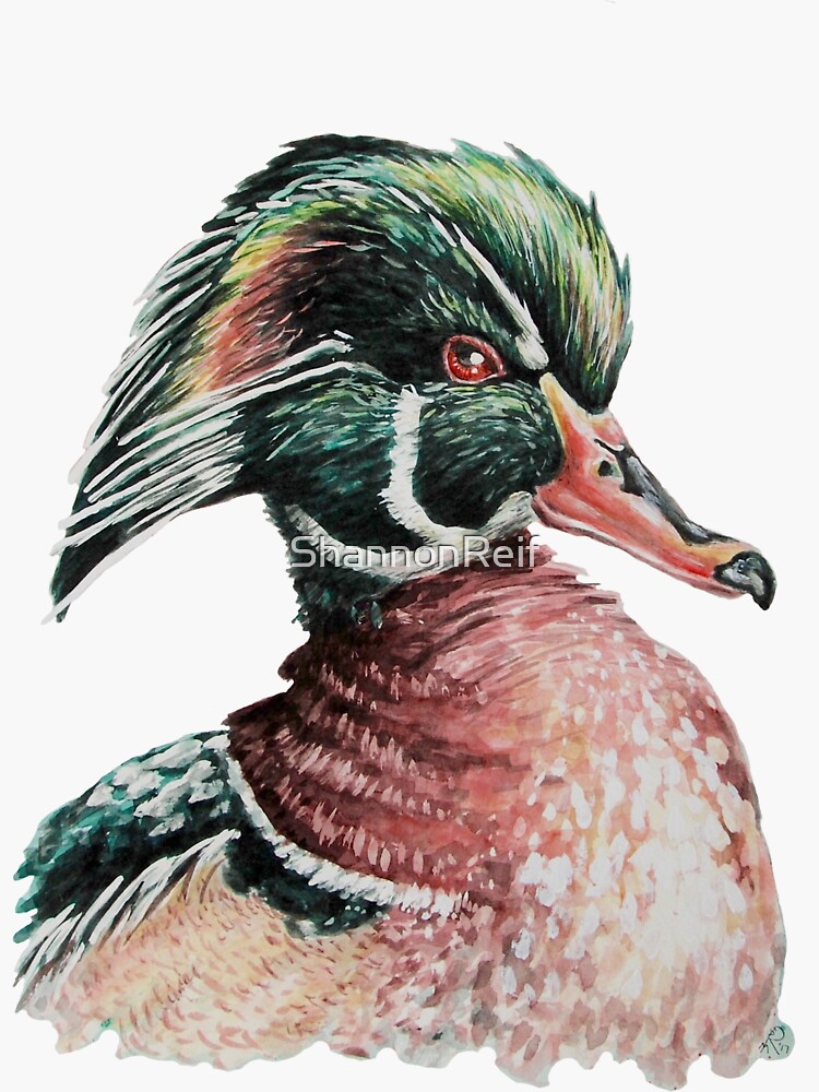 "Wood Duck" Sticker by ShannonReif | Redbubble
