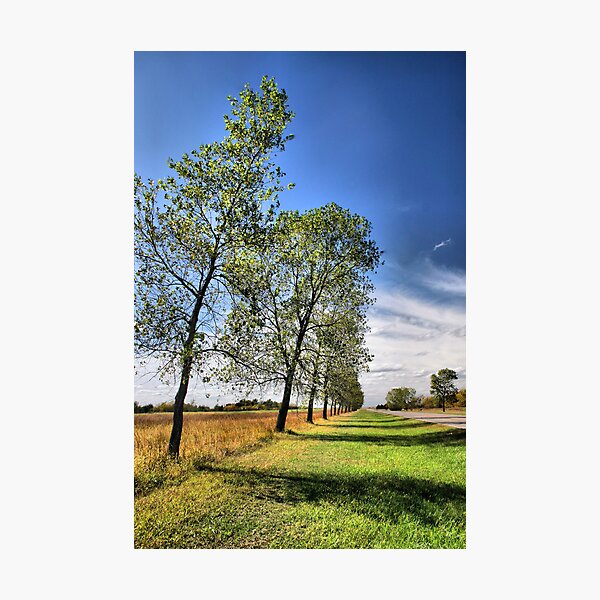 Leaning Trees Gifts & Merchandise | Redbubble