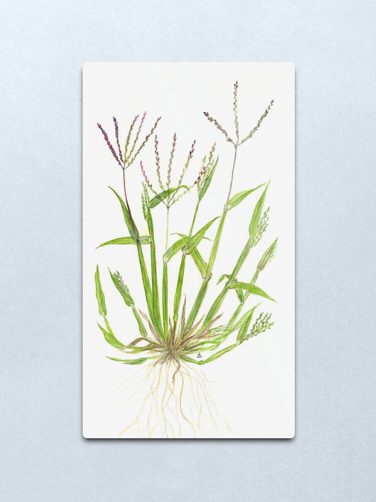 Hairy Crabgrass Digitaria Sanguinalis Metal Print For Sale By Kirke Redbubble