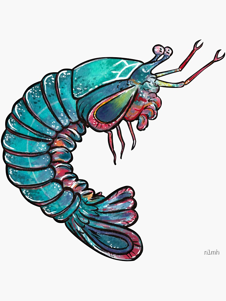 "Mantis Shrimp" Sticker for Sale by n1mh | Redbubble