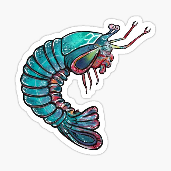 "Mantis Shrimp" Sticker for Sale by n1mh | Redbubble