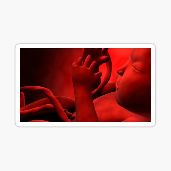 "Fetus inside womb." Sticker for Sale by StocktrekImages | Redbubble