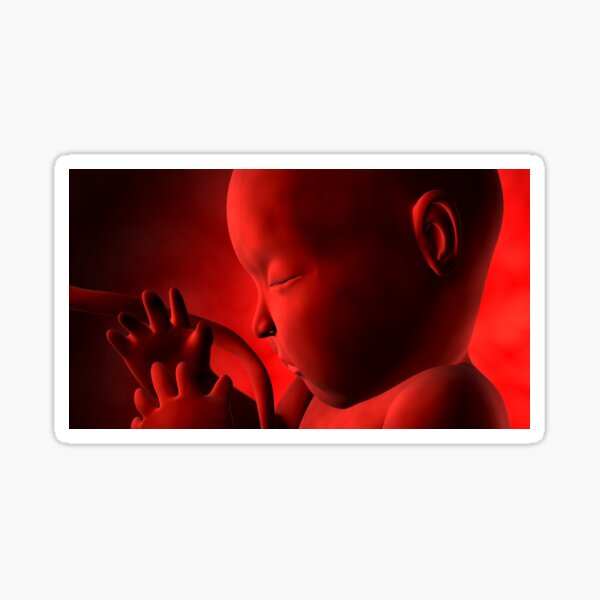 "Fetus inside womb." Sticker for Sale by StocktrekImages | Redbubble
