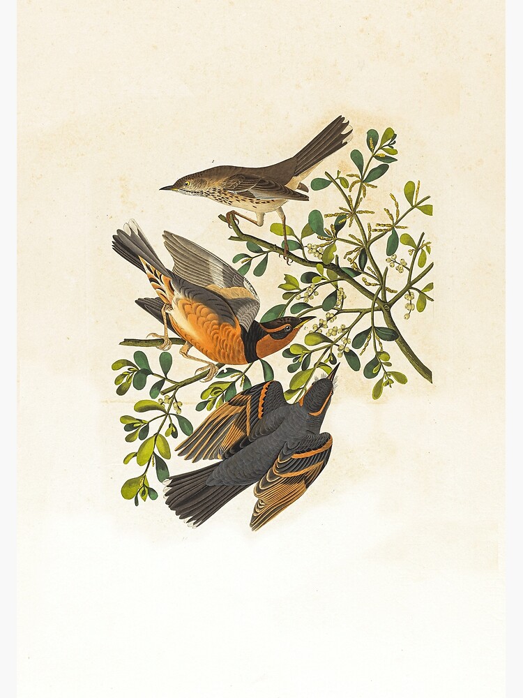 "Vintage painted bird design " Poster for Sale by CTWDesigns | Redbubble