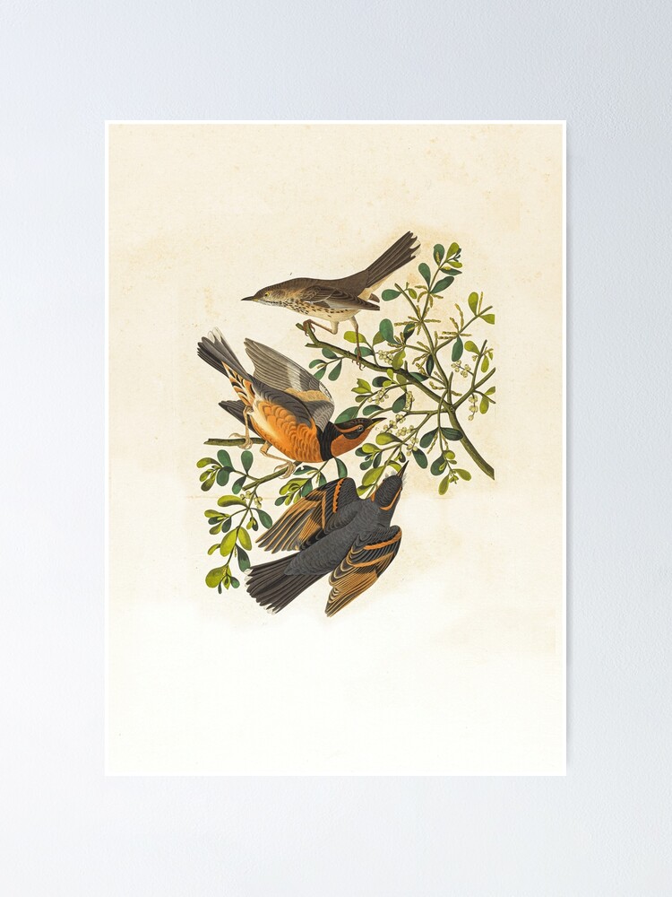 "Vintage painted bird design " Poster for Sale by CTWDesigns | Redbubble