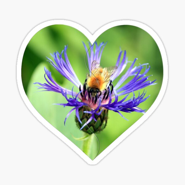 "Bee is the source" Sticker by DesignMaster23 | Redbubble