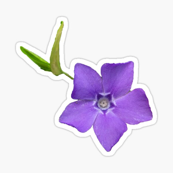 "Common Periwinkle Flower" Sticker by northernflicker | Redbubble