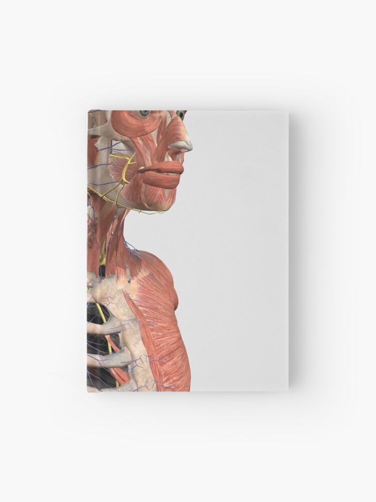 "Human upper body showing muscle parts, axial skeleton, veins and ...
