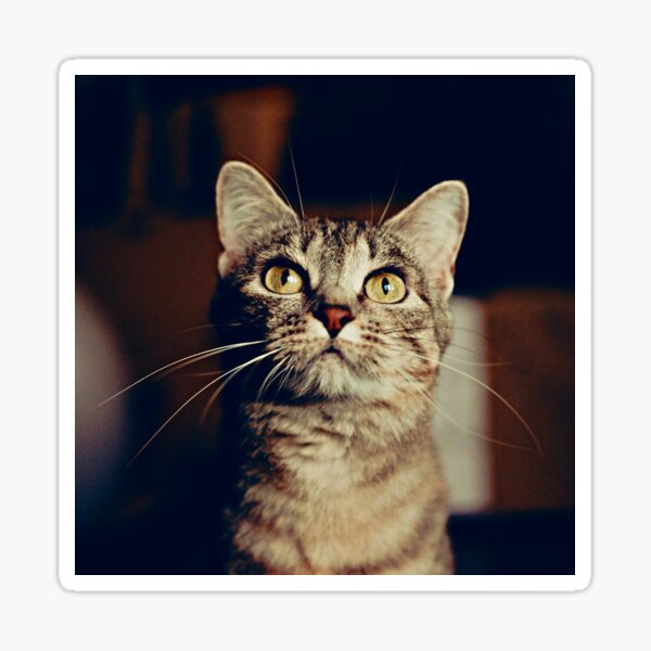 "Grey cat" Sticker by OmiE-Vision | Redbubble