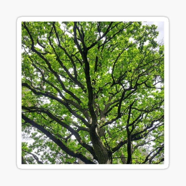 "Oak Classic ." Sticker by liptowivfant | Redbubble
