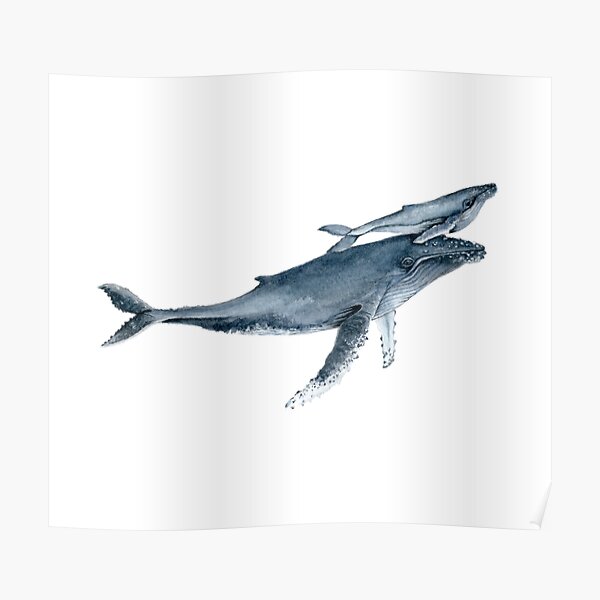 Póster «Ballena jorobada y su cria» de ArtMelly | Redbubble