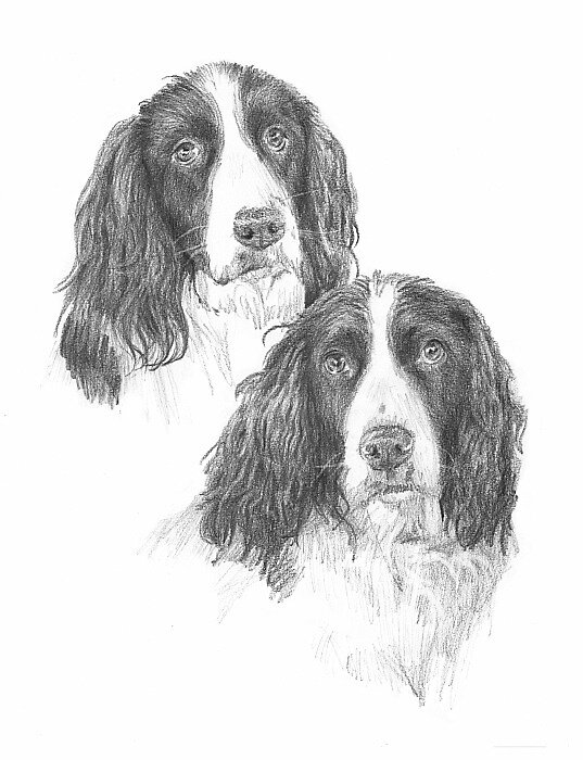 "springer spaniel dogs drawing" by mike theuer | Redbubble