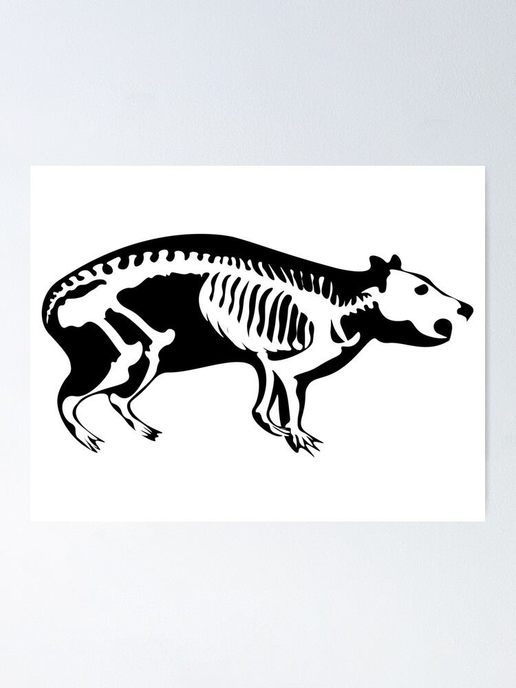 "Capybara Skeleton" Poster for Sale by toddmia | Redbubble