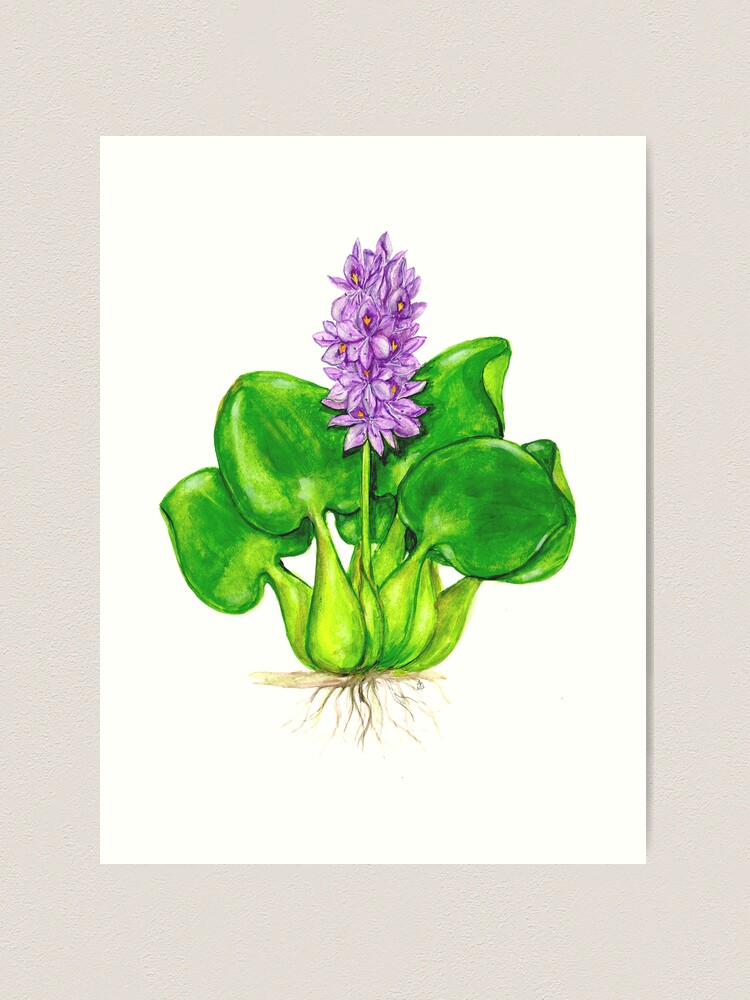 Water Hyacinth Drawings
