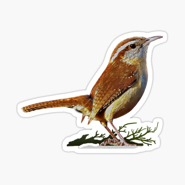 "CAROLINA WREN" Sticker by coffeecountyjim | Redbubble