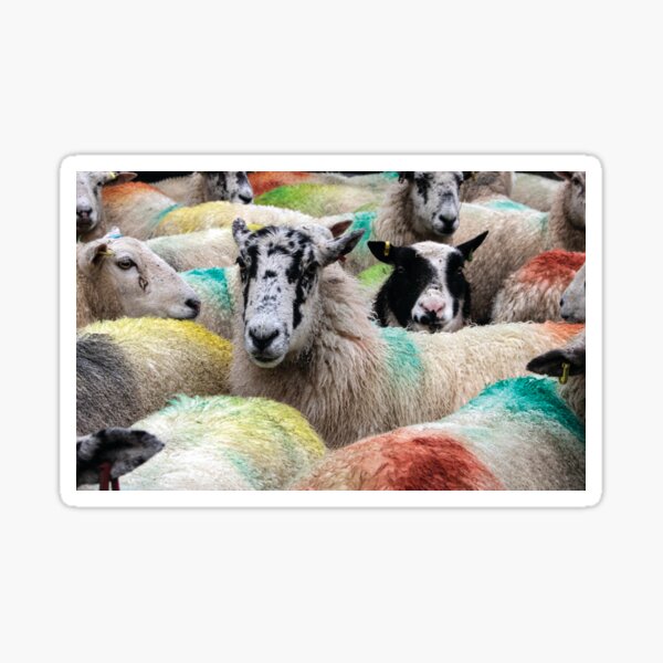 "Colourful Sheep" Sticker by JwoodPhotos | Redbubble