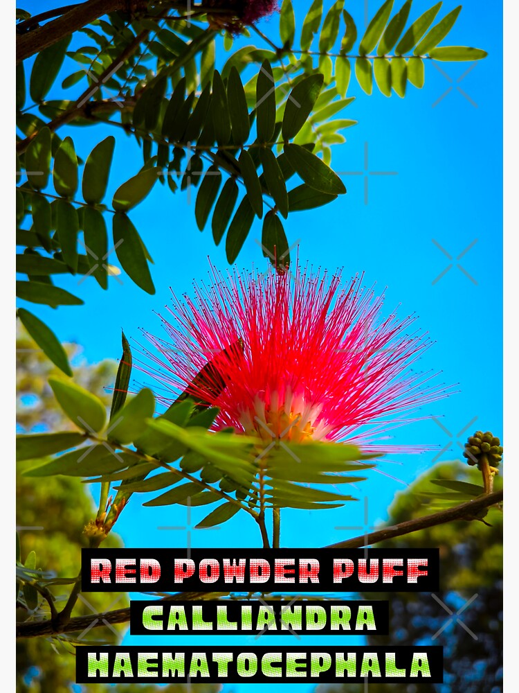 "Red Powder Puff" Sticker by ak3shay | Redbubble