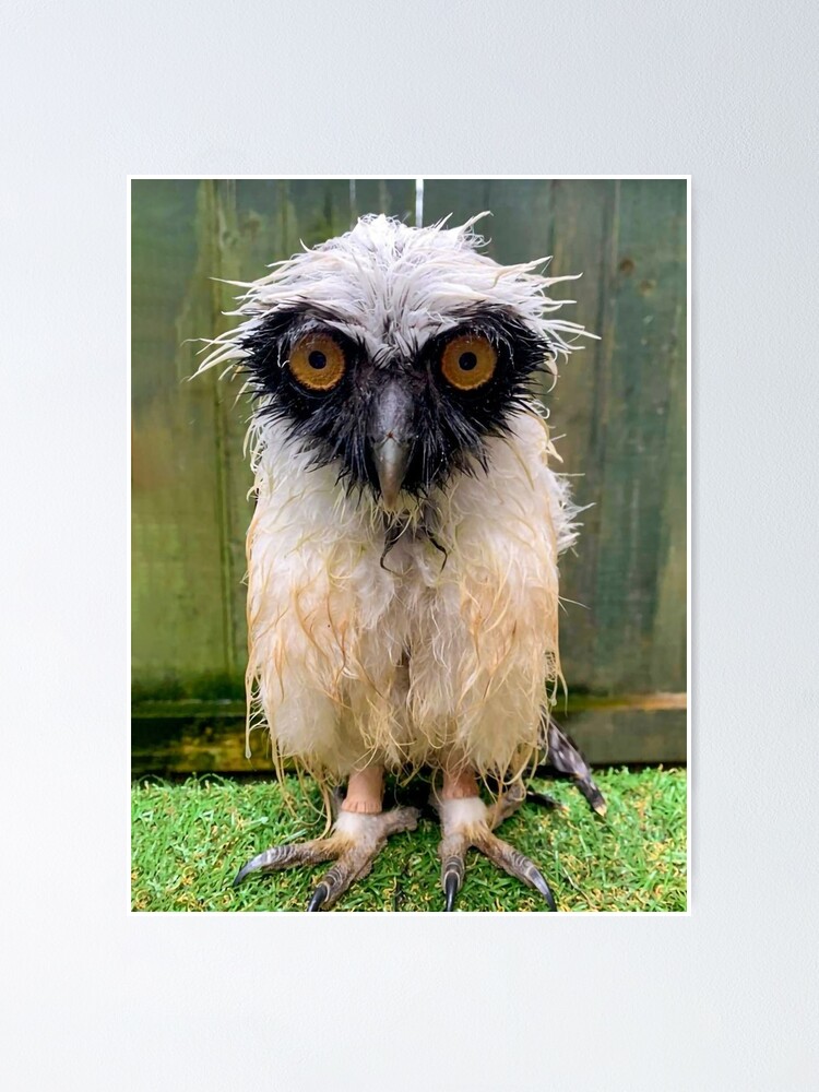 Wet Owl Meme Poster For Sale By Kaizen Hush Redbubble